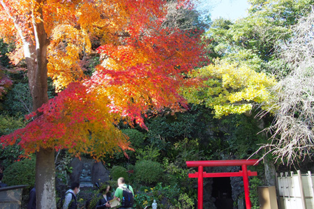 鎌倉2016秋「長谷寺の紅葉」: ココアの気ままな日々