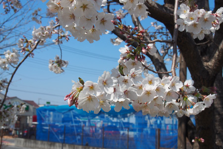 春の様子見: ココアの気ままな日々
