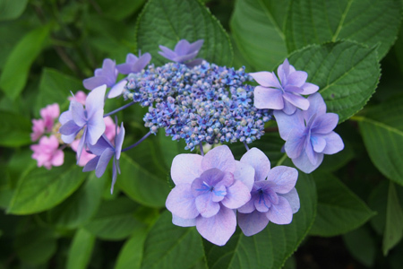 鎌倉2018春「2年ぶりのあじさい・1」: ココアの気ままな日々